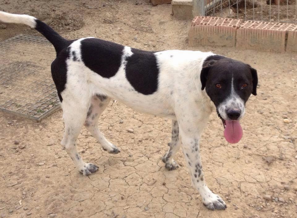 A. PROTECTORA LOS CRUCES DE CALA : OLIVER, CRUCE DE POINTER EN ADOPCION